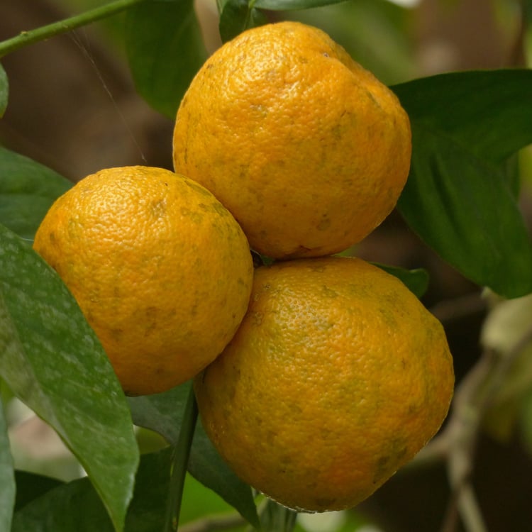 Les plantes amères