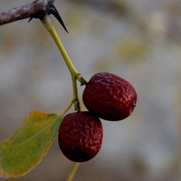 L'histoire des plantes médicinales