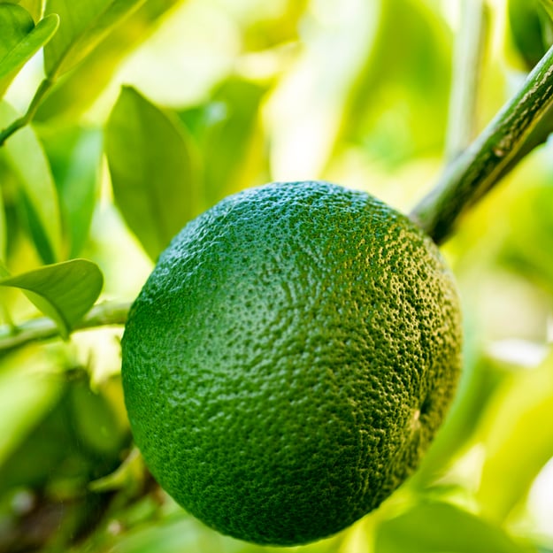 Les plantes amères